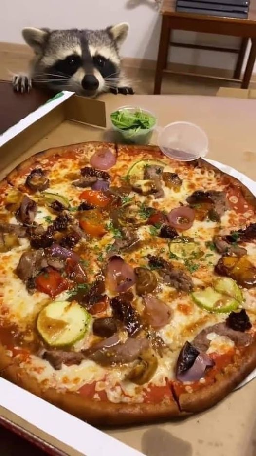 Alimentación de los mapaches: Adorables devoradores con antifaz