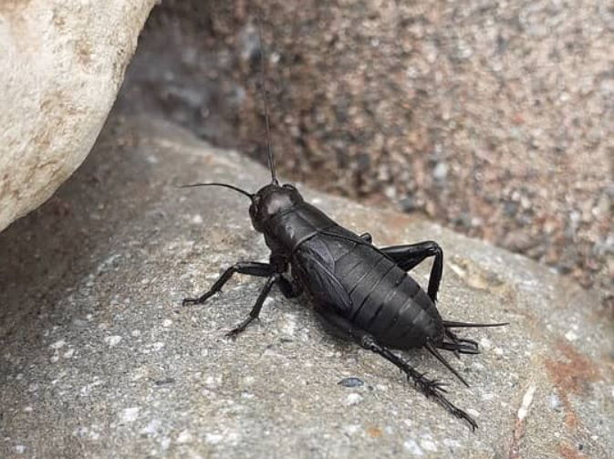 ¿Qué significado tiene encontrar un grillo negro dentro de casa? - ¡Al ...