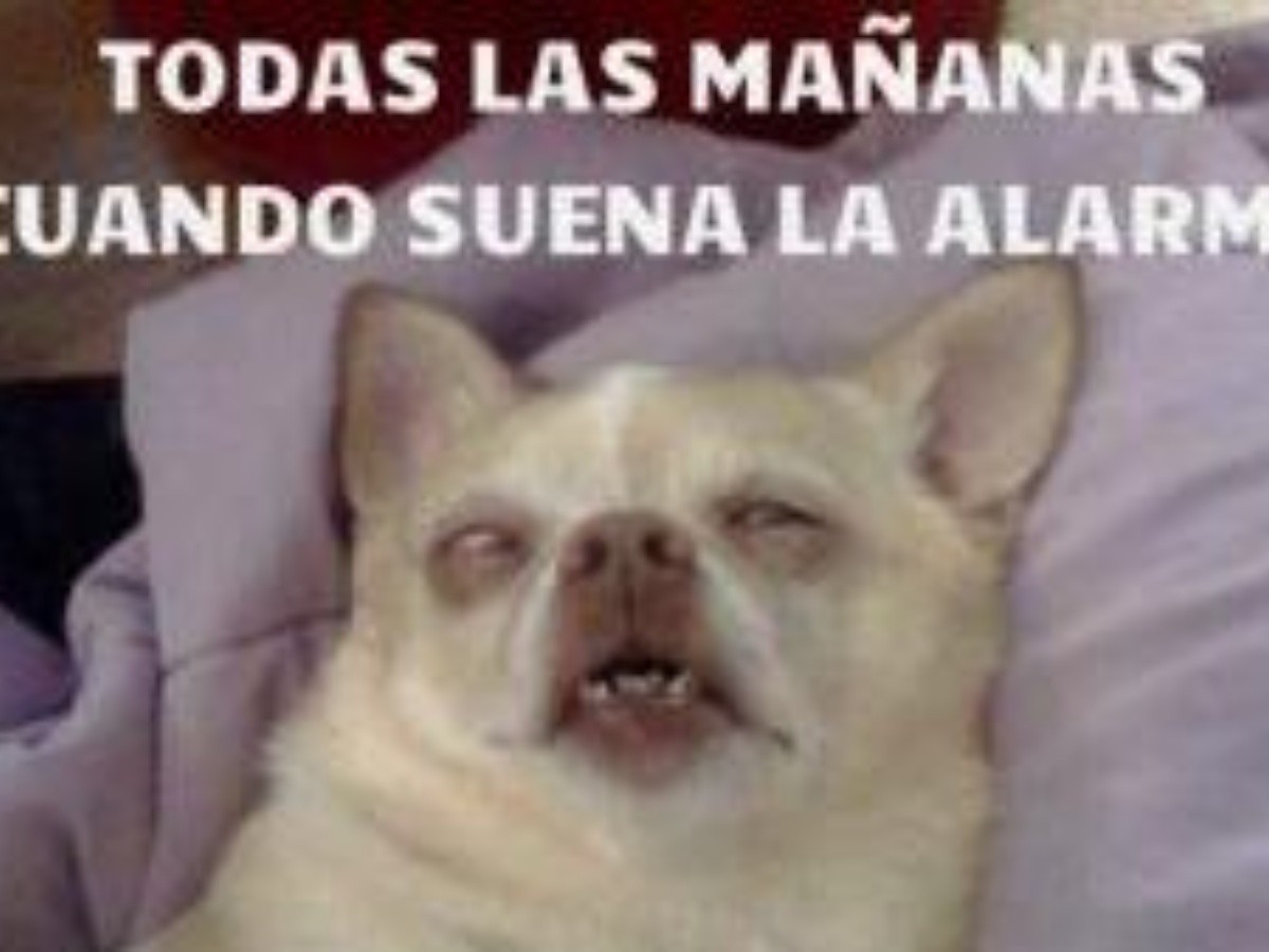 Memes de perro en el día internacional de los cachupines
