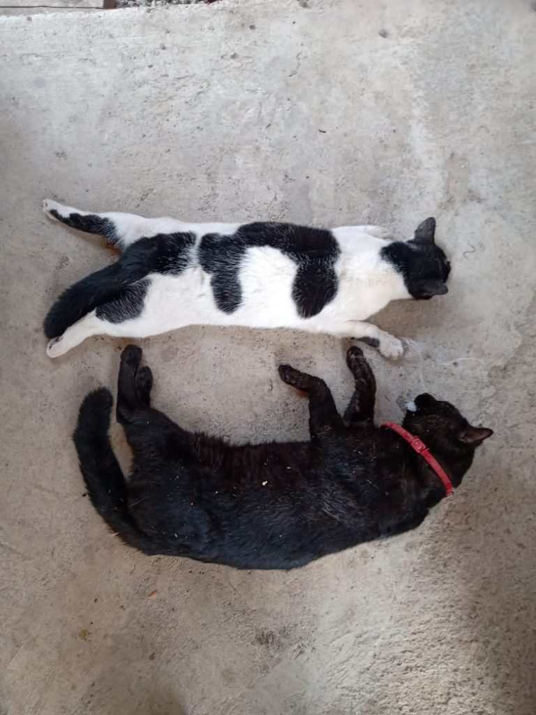 Encuentran seis gatos muertos en Villa Florencia de Rancagua: vecinos ...