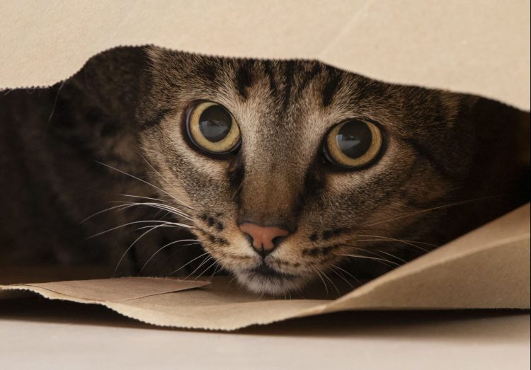 ¿Tu gato está estresado? Revisa cómo identificar los síntomas y qué ...