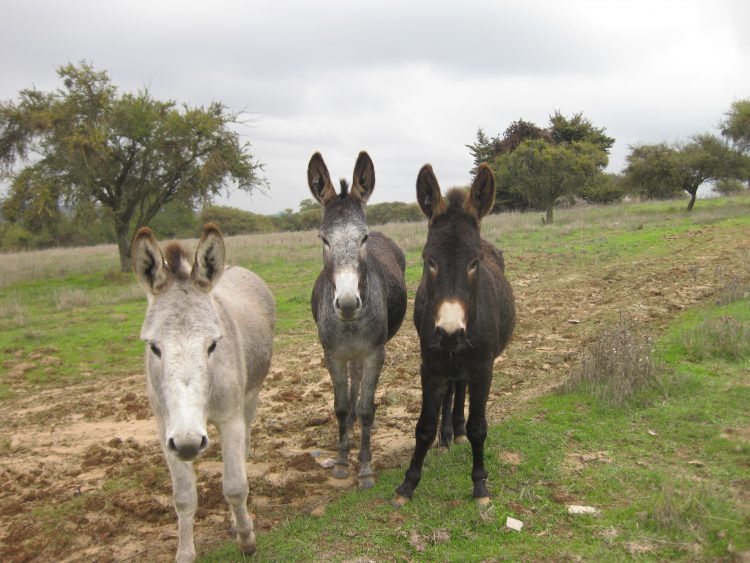 Burros “guardianes” de ovejas: innovador sistema de cuidado ovino