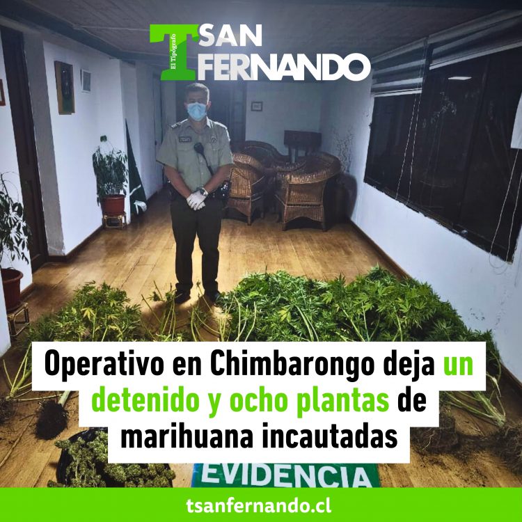 Operativo en Chimbarongo deja un detenido y ocho plantas de marihuana incautadas
