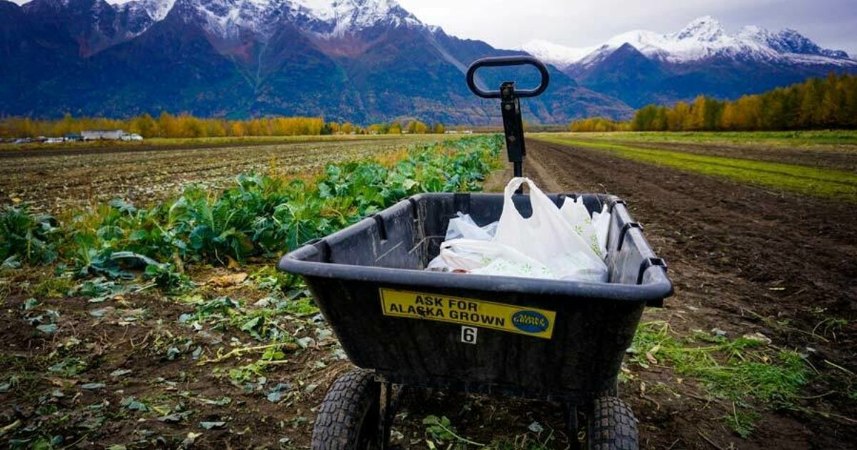 Climate Change Is Fueling a Farming Boom in Alaska - In These Times