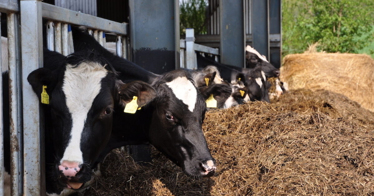 With the USDA’s Blessing, CAFOs Are Driving Organic Dairy Farmers Out ...