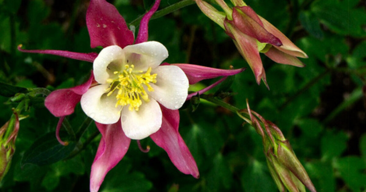 Things You Don’t Know About Columbine - In These Times