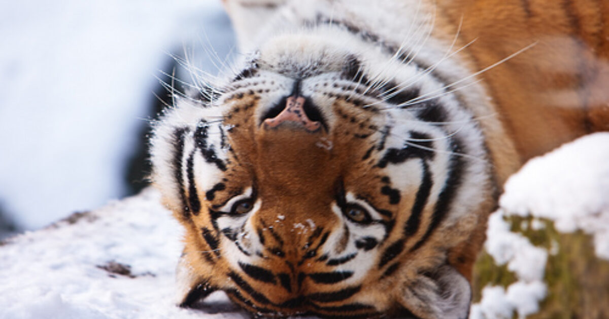 Man Leaps Into Tiger Pit At Bronx Zoo - In These Times