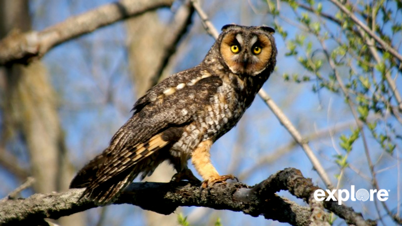 Live Cam: Long-eared Owl