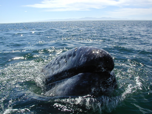 Gray Whale Migration Route: About This Observation Post