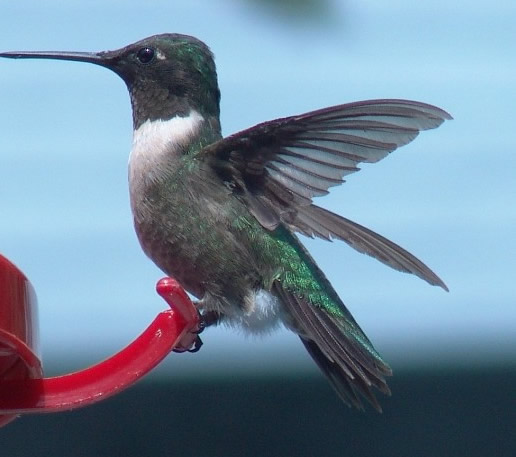 Journey North Hummingbird Migration