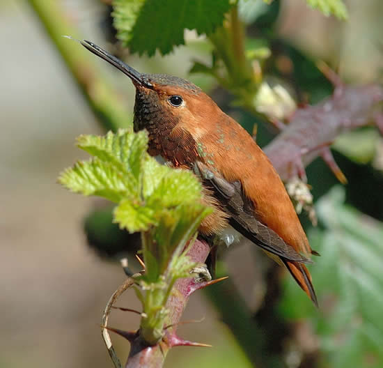 Journey North: Hummingbird Migration