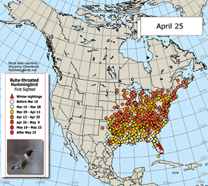 Journey North Hummingbird Migration Spring 2010