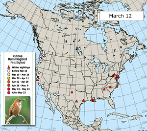 Journey North Hummingbird Migration Spring 2009