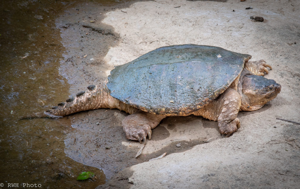 How to move a snapping turtle across the road and why. - RVAHub
