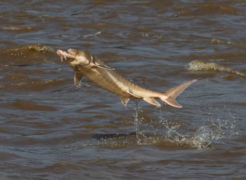 Celebrate James River Week with The Great Return of the Atlantic ...