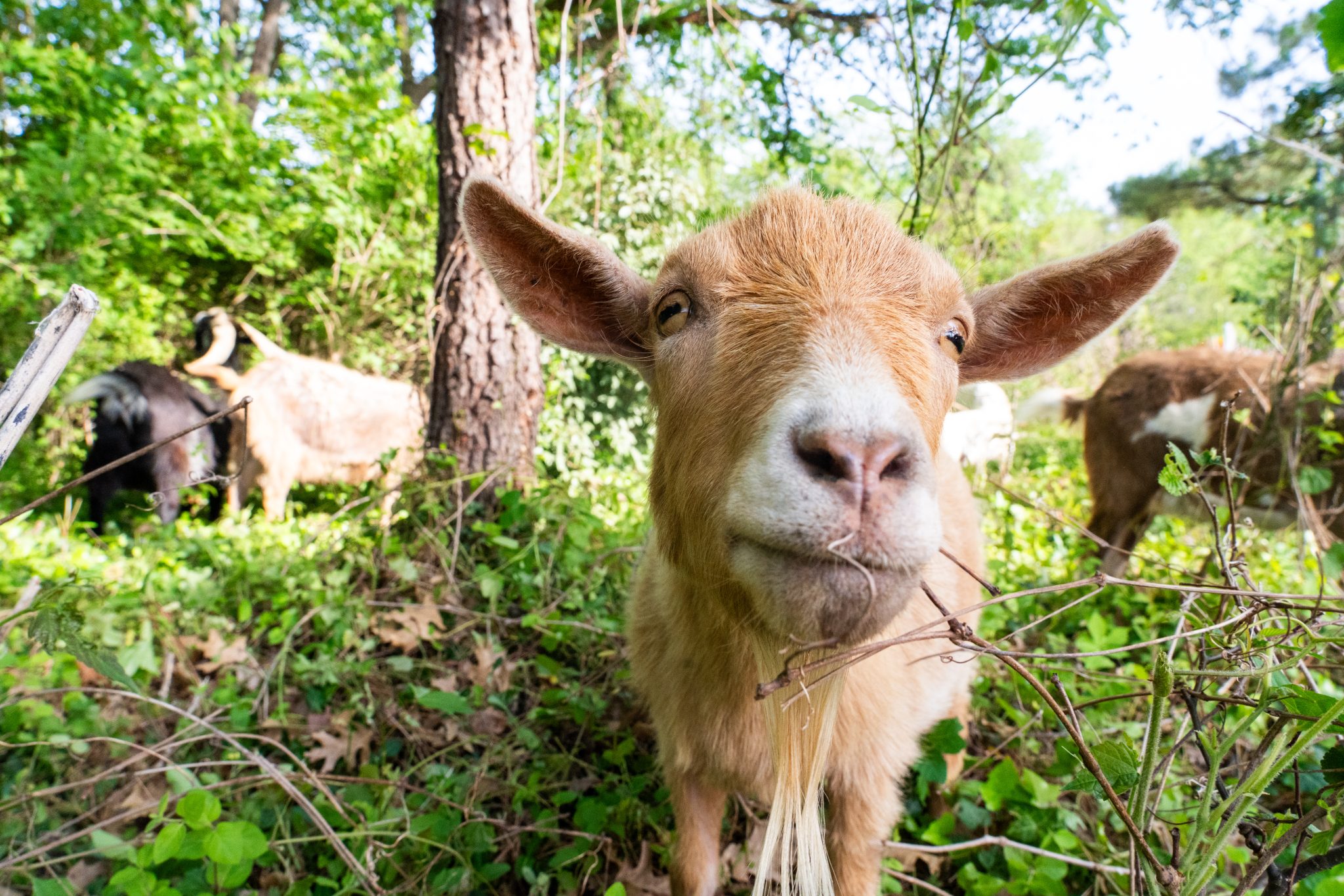 Goats take another bite out of campus overgrowth at UR - RVAHub
