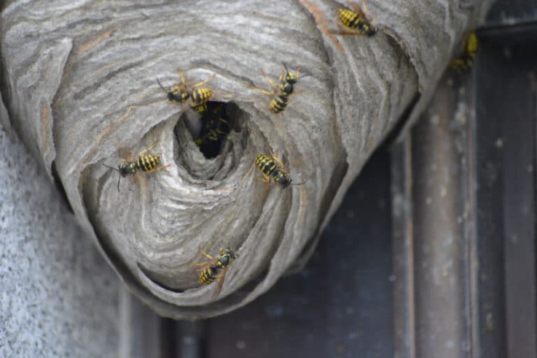 What are Yellow Jackets? | Hawx Pest Control