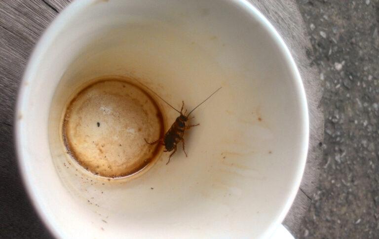 How to Get Rid of Cockroaches in Your Coffee Maker | Hawx Pest Control