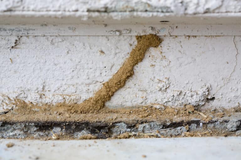 What Does a Termite Nest Look Like? | Hawx Pest Control