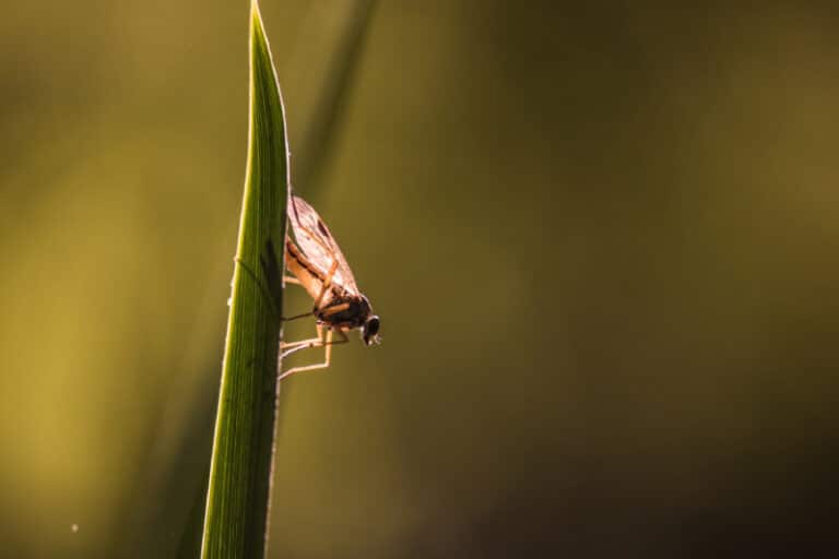 Menacing Midges—Everything You Need to Know | Hawx Pest Control
