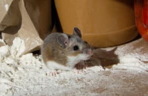 How to Get Rid of Mice in Kitchen Cabinets | Hawx Pest Control