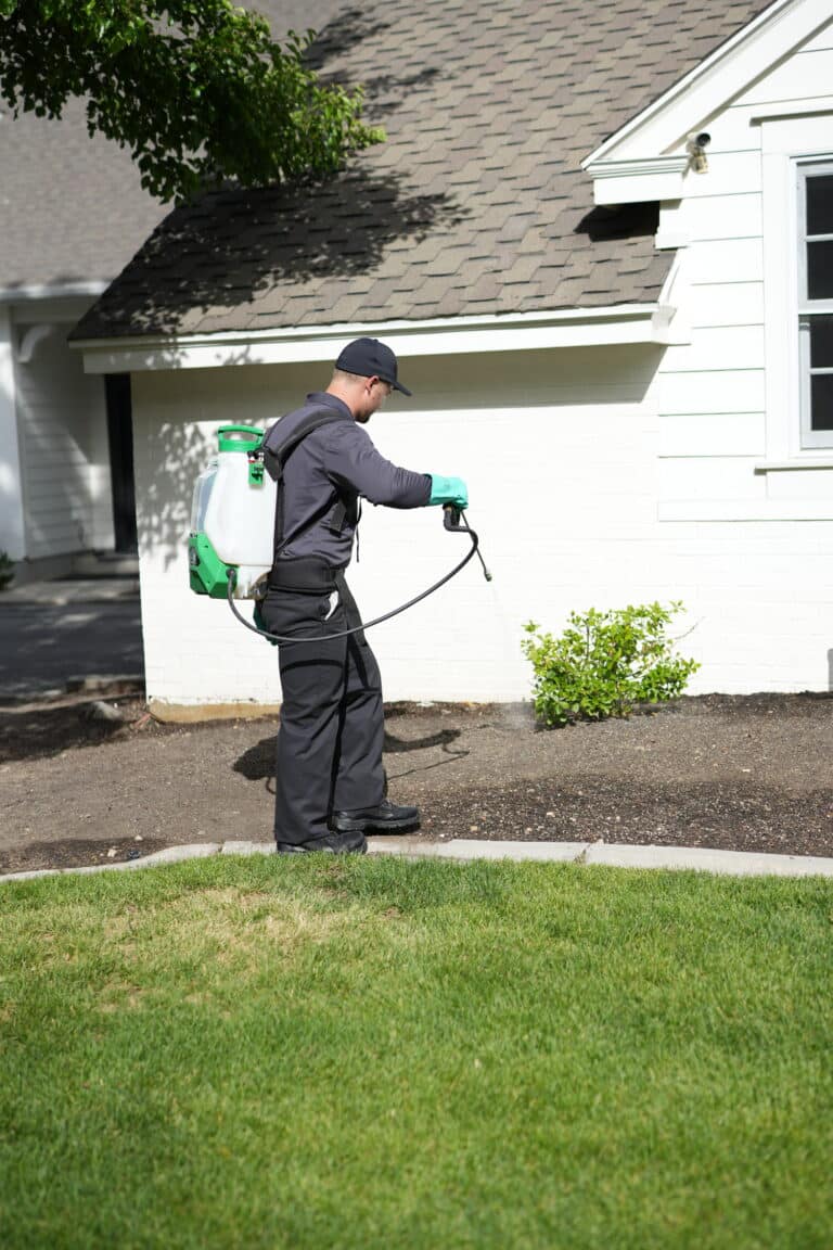 Rodent Pest Control | Hawx Pest Control