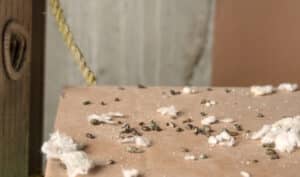 How to Identify Mouse Droppings | Hawx Pest Control