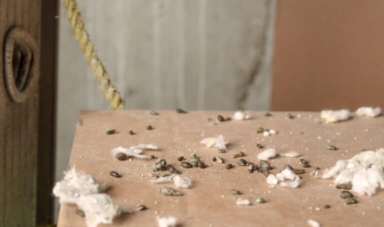 How to Identify Mouse Droppings | Hawx Pest Control