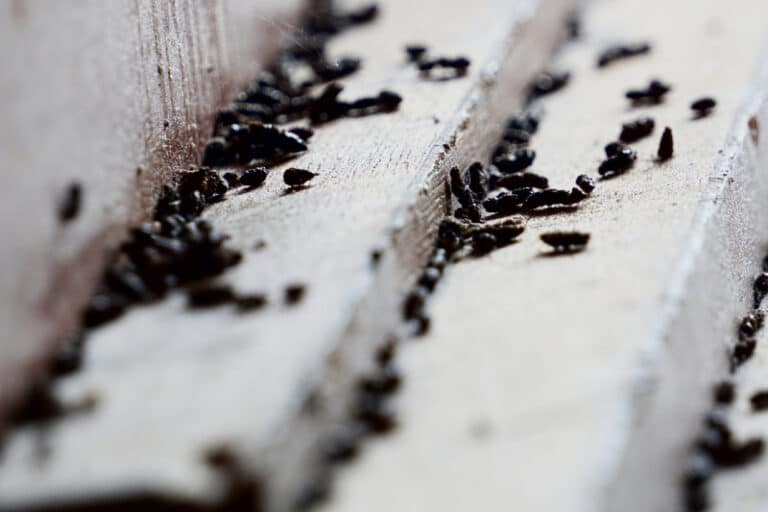 How to Identify Mouse Droppings | Hawx Pest Control