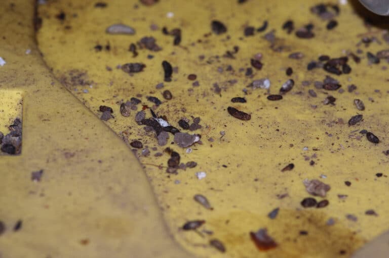 How to Identify Mouse Droppings | Hawx Pest Control