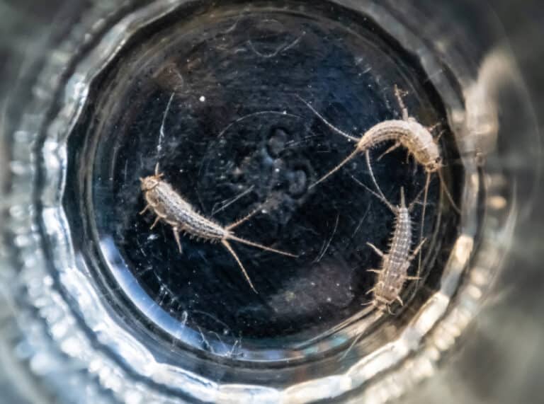 How to Get Rid of Silverfish in the Bathroom | Hawx Pest Control