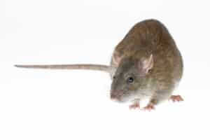 Roof Rats Versus Norway Rats: Which are Invading Your Home? | Hawx Pest Control