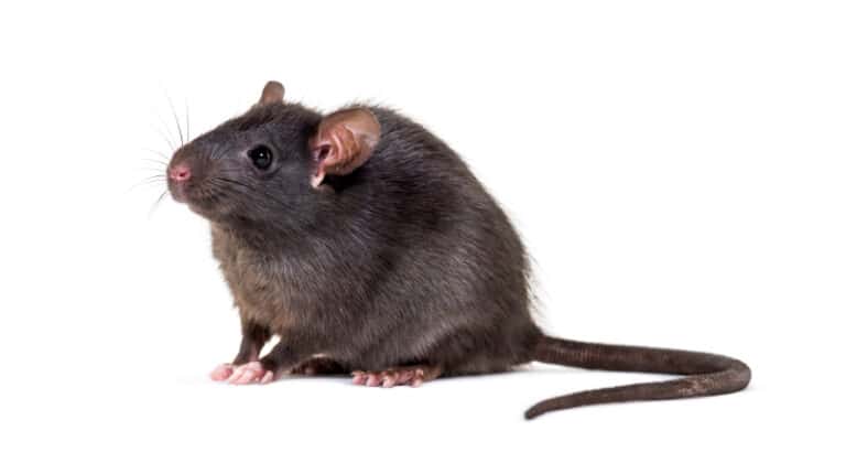 Roof Rats Versus Norway Rats: Which are Invading Your Home? | Hawx Pest Control