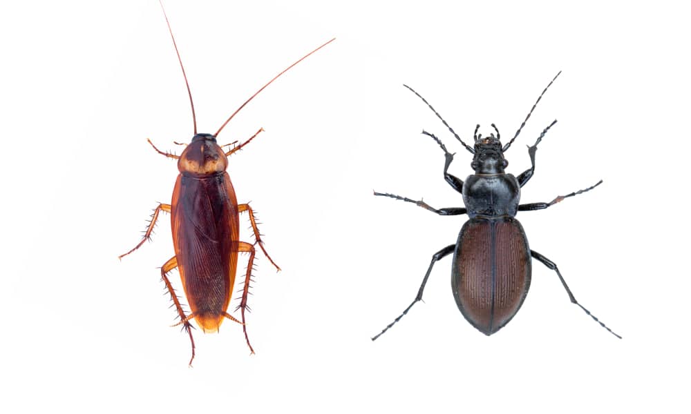 Ground Beetles 101: Everything You Need to Know | Hawx Pest Control