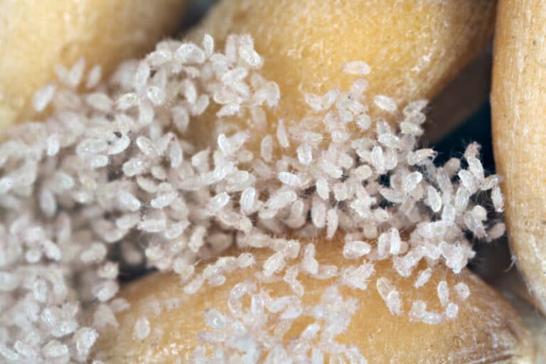 What are the Tiny White Bugs in Your Home? | Hawx Pest Control