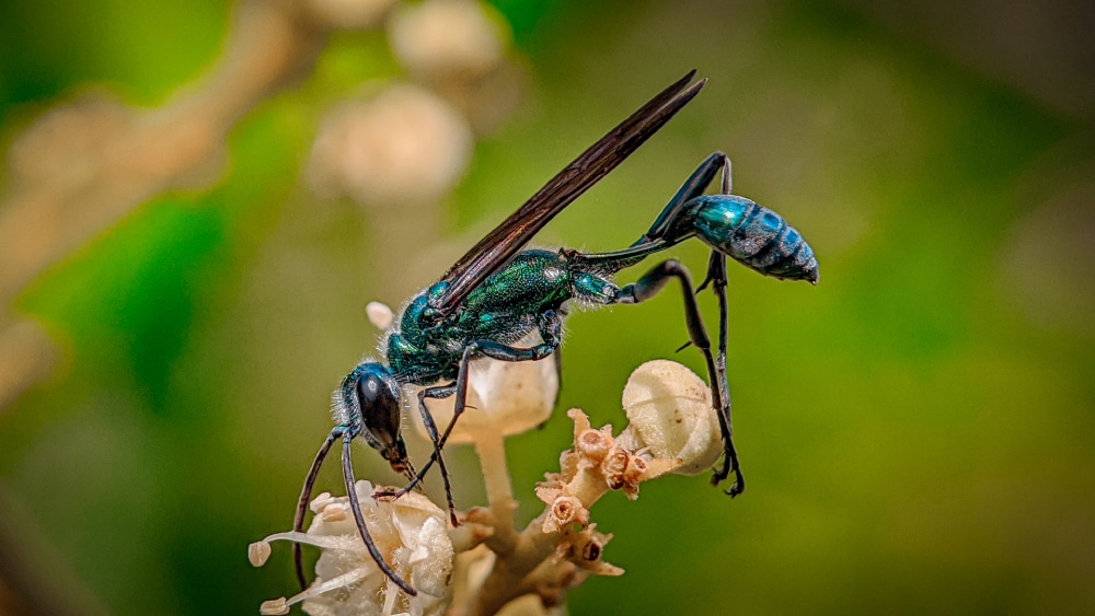 What Are Blue Mud Wasps? | Hawx Pest Control