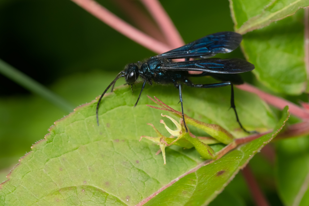 What Are Blue Mud Wasps? | Hawx Pest Control