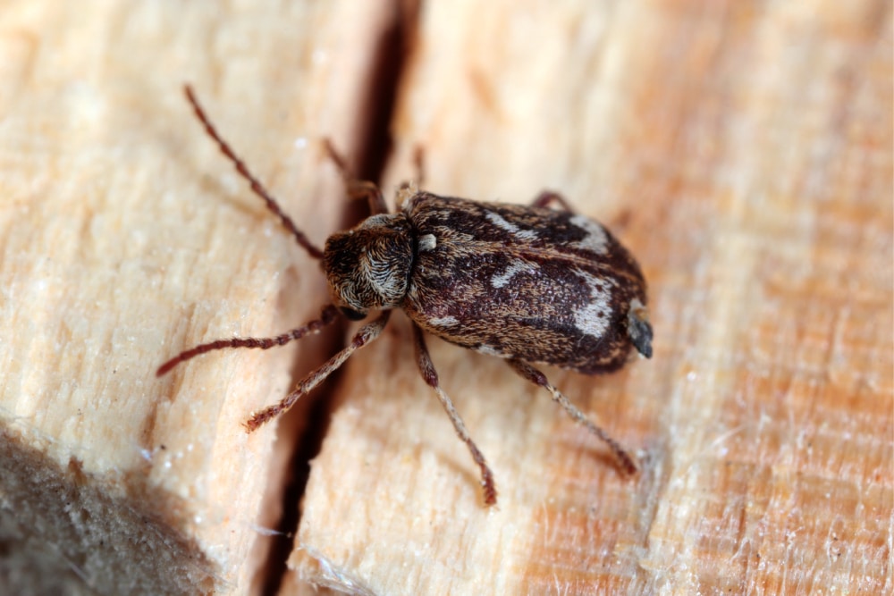 Common Types of Wood-Boring Beetles | Hawx Pest Control