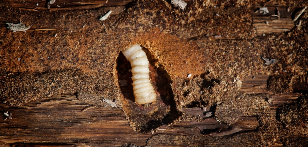 Common Types of Wood-Boring Beetles | Hawx Pest Control