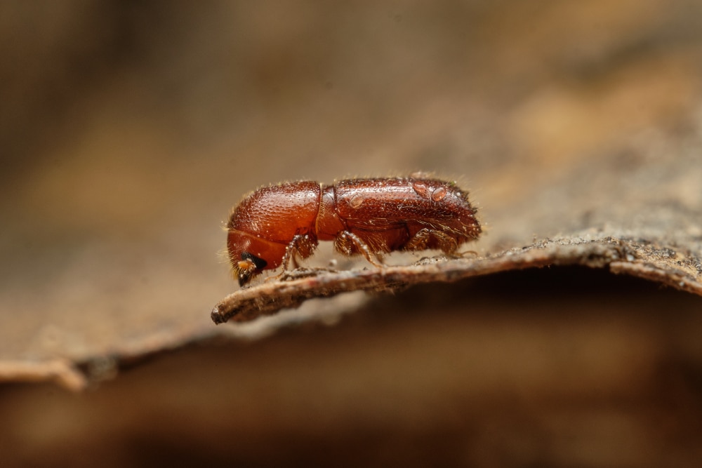 Common Types of Wood-Boring Beetles | Hawx Pest Control