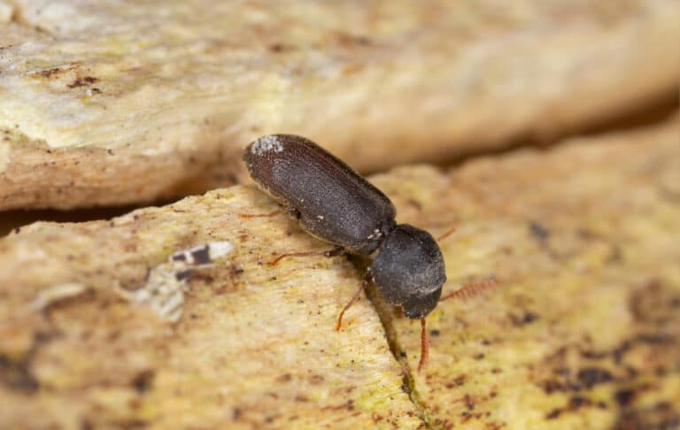 Powderpost Beetles vs False Powderpost Beetles | Hawx Pest Control