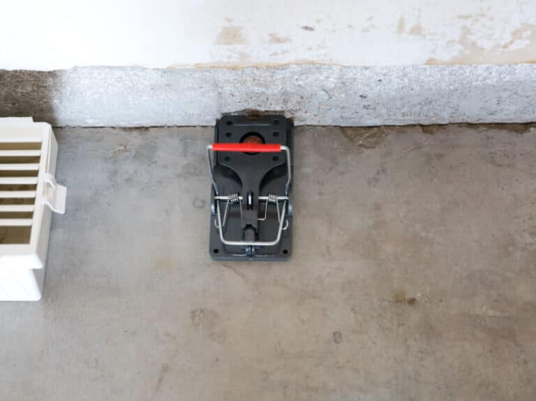 How to Get Rid of Rats in Your Garage | Hawx Pest Control