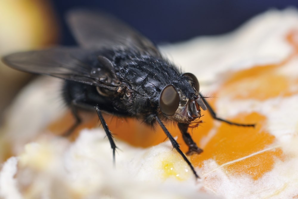 What is the Life Expectancy of a House Fly? | Hawx Pest Control