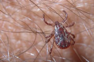 What Are The Types of Ticks in Wisconsin? | Hawx Pest Control