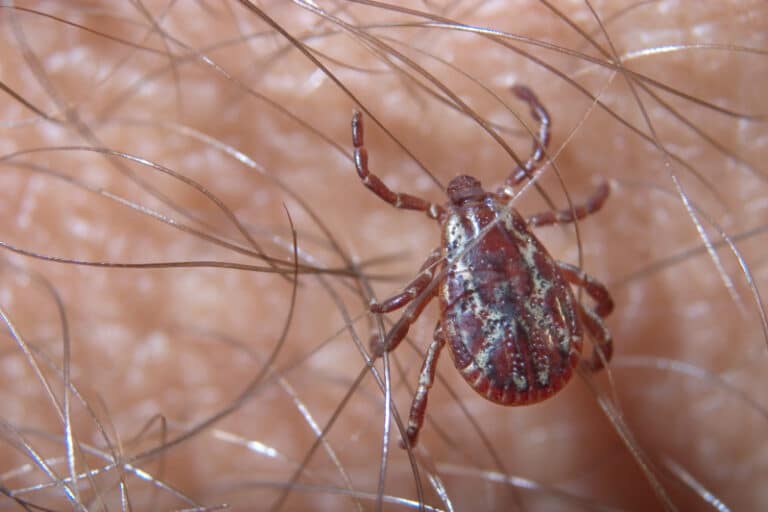 What Are The Types of Ticks in Wisconsin? | Hawx Pest Control