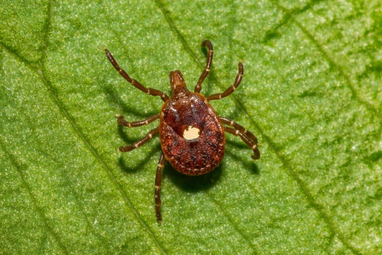 What Are The Types of Ticks in Wisconsin? | Hawx Pest Control
