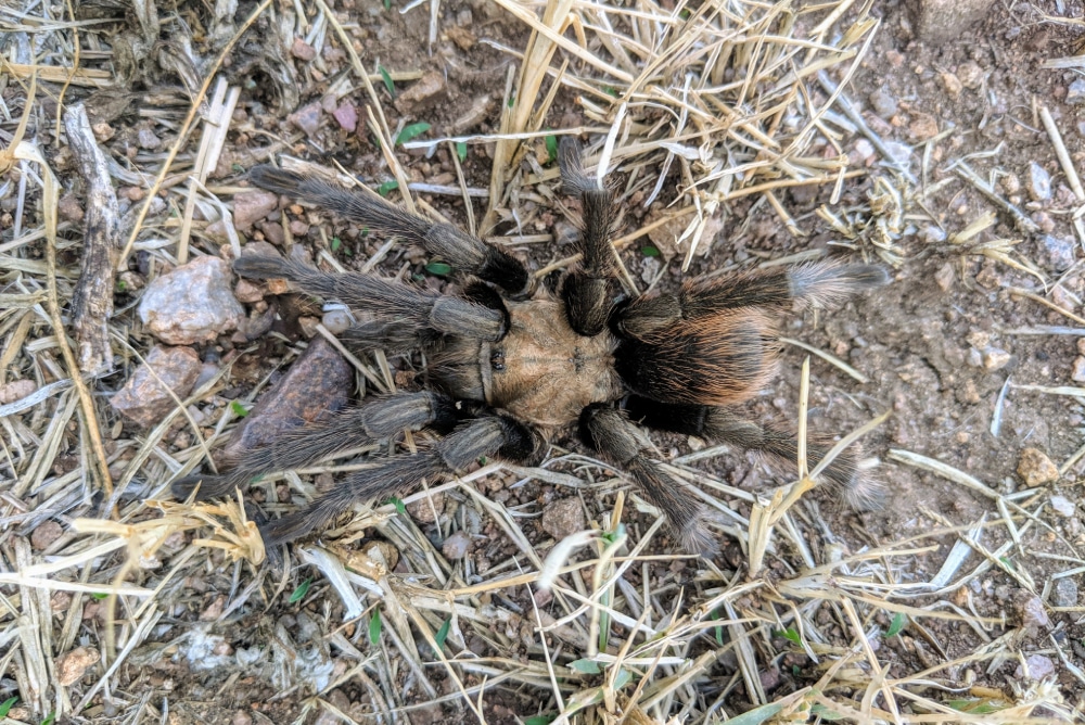 Tarantulas in Arizona: What You Need to Know - Hawx Pest Control