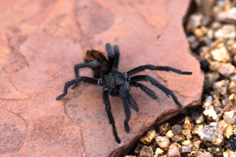 Tarantulas in Arizona: What You Need to Know - Hawx Pest Control