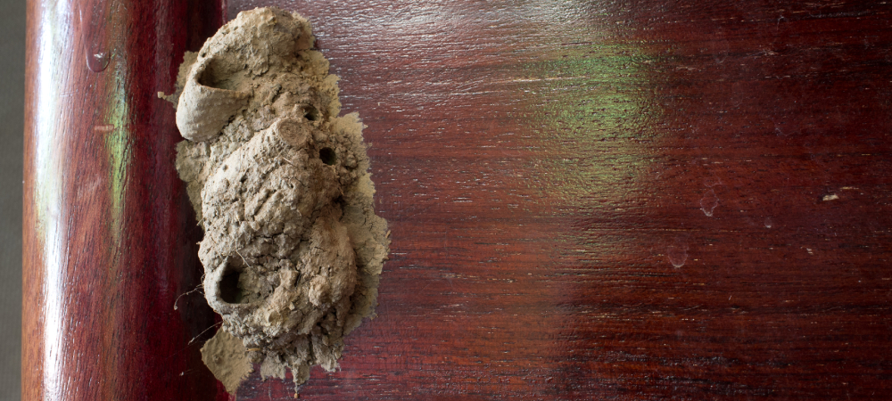 How to Get Rid of Mud Dauber Nests | Hawx Pest Control