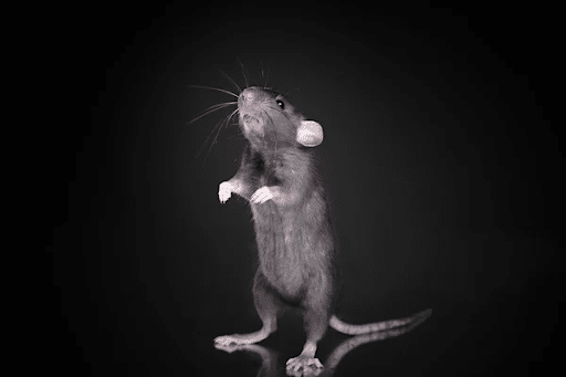 Rodent Issues In Atlanta Understanding And Managing Rat And Mouse Infestations Hawx Pest Control